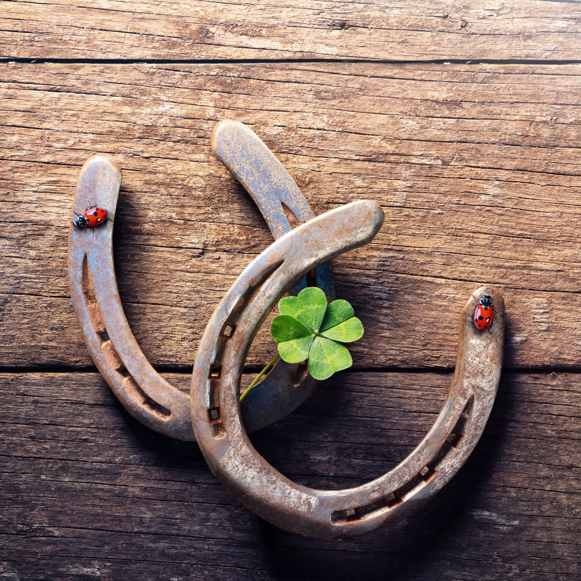 Horse Racing Gifts - Race Day Accessories & Attire